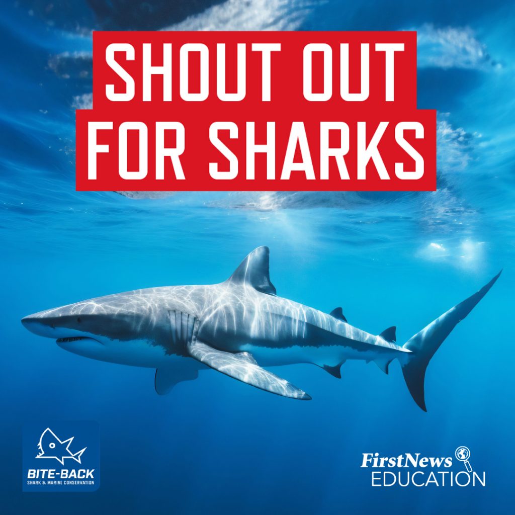 Shout Out for Sharks: School resources - First News Education