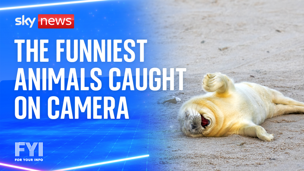 OMG! The funniest animals caught on camera (00:29) - First News Education