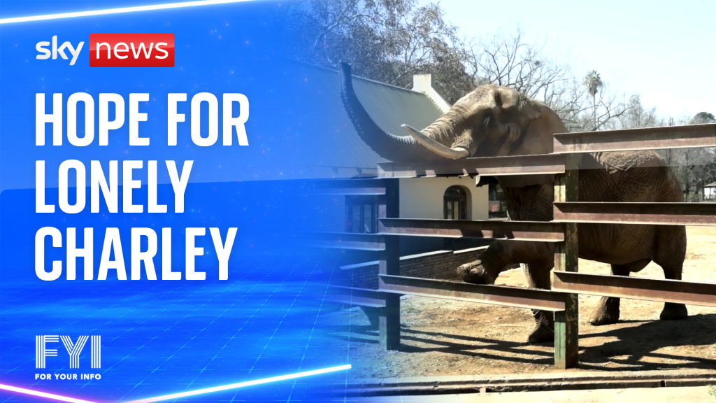 Hope for lonely Charley (03:10) - First News Education