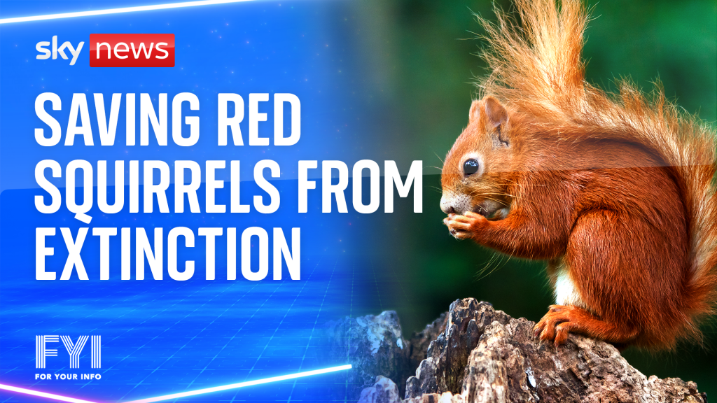 Saving red squirrels from extinction (02:39) - First News Education