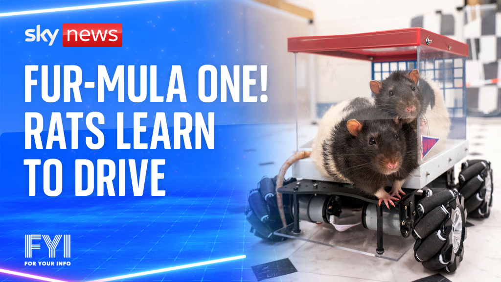 OMG! Fur-mula One! Rats learn to drive (00:31) - First News Education