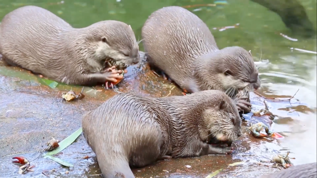 What is it like to be a Zookeeper? (07:10) - First News Education