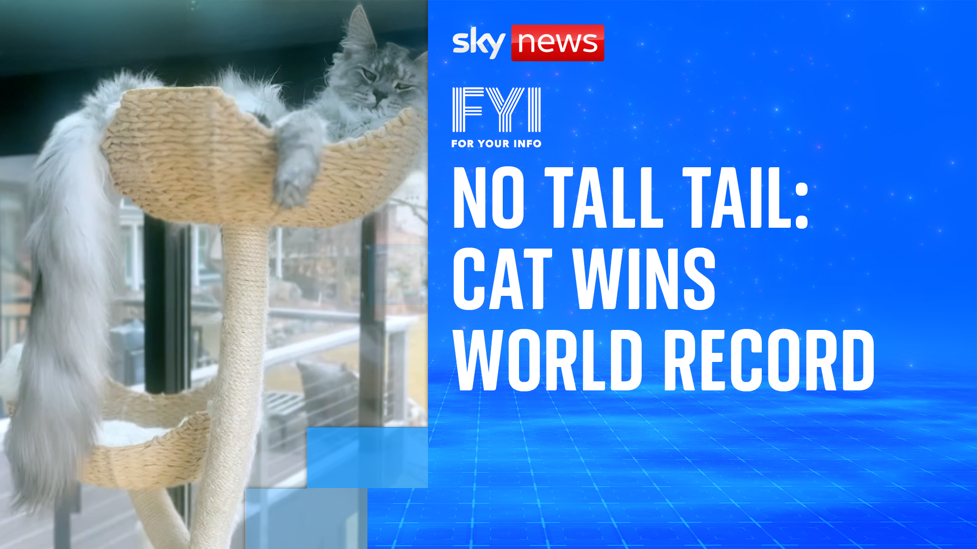 No tall tail: Cat wins world record (00:40) - First News Education